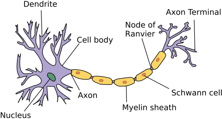 The Neuron & Neural Firing | AP Psychology online course - He Loves Math